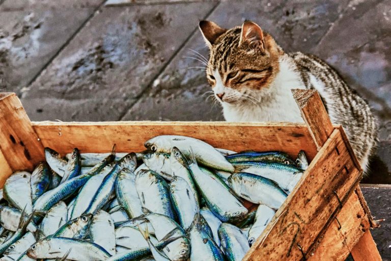 Something smells a bit phishy? - ING Help Hub